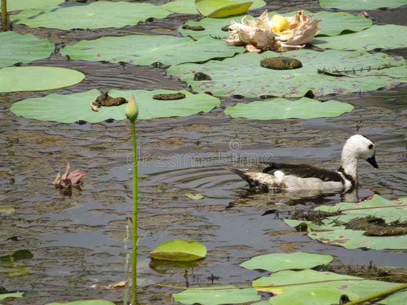 Water Birds stock photo. Image of flora, cool, bird, migratory - 89954932