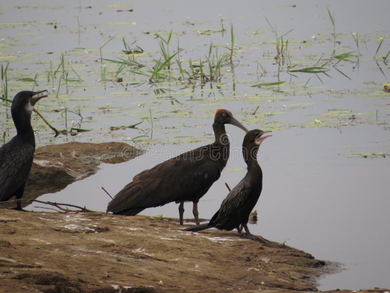 Water Birds stock image. Image of seabird, water, fauna - 89955289