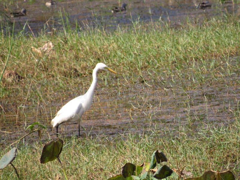 Water Birds stock photo. Image of cormorant, water, anas - 87716184