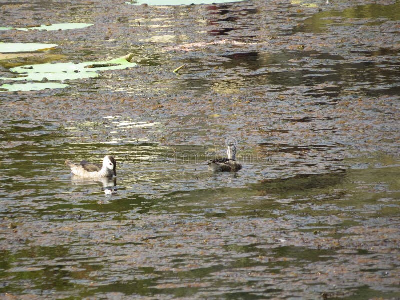 Water Birds stock photo. Image of lovely, ducks, goose - 87716338