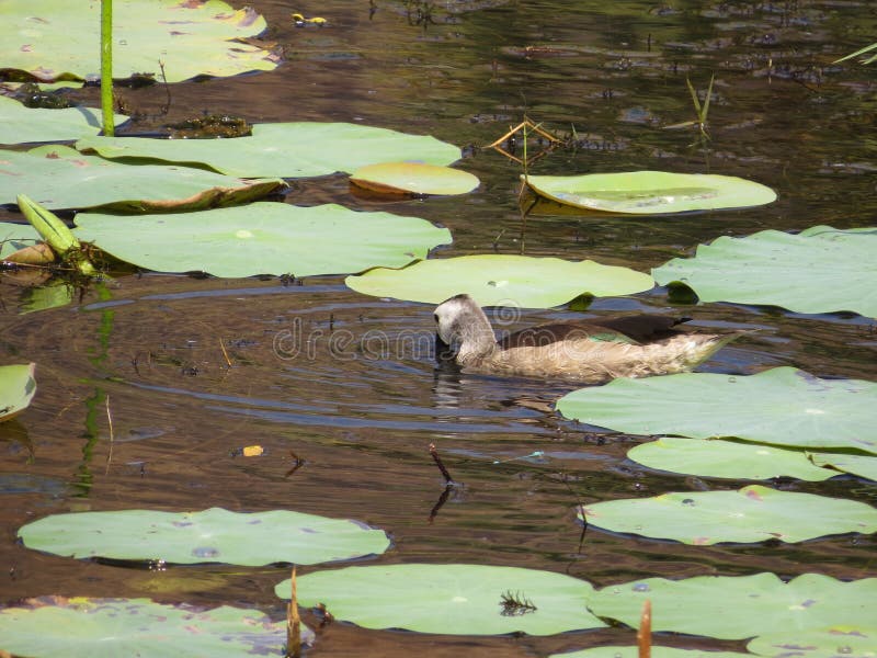 Water Birds stock photo. Image of ducks, lovely, wildlife - 87720716