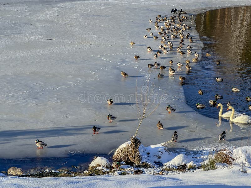 Water Birds Collected in Winter on a Part of an Unfrozen Pond and on an ...