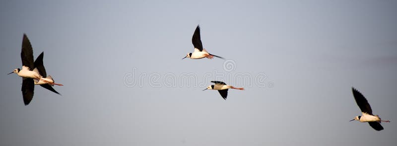 Water Birds in Flight stock image. Image of flying, wing - 14342233