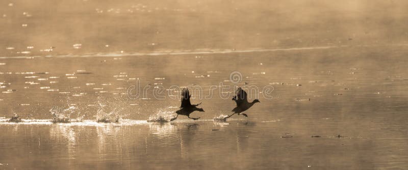 Water birds at flight stock image. Image of duck, lake - 163835889