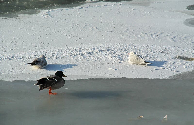 Water birds on ice stock image. Image of ecology, bird - 83711151
