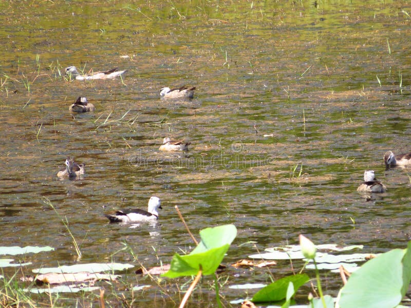 Water birds stock photo. Image of birds, natural, ducks - 86293264