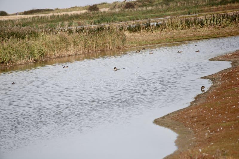 Water birds in wetlands stock image. Image of river - 294155593