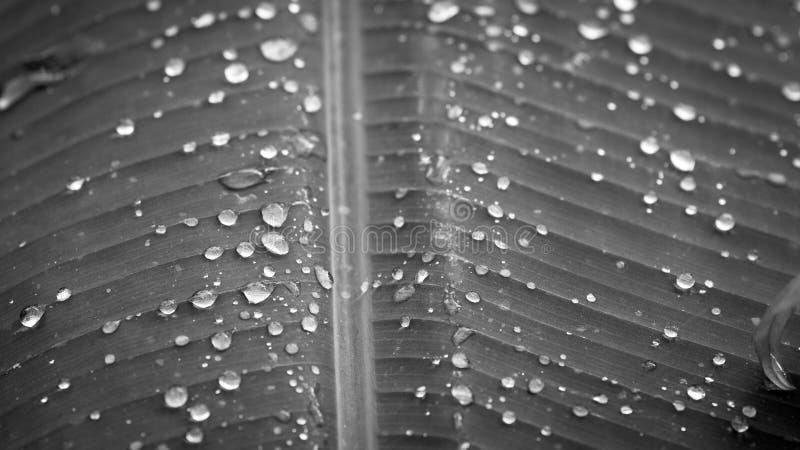 Water, Black, Black And White, Monochrome Photography Picture. Image ...