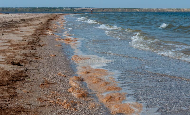 Water Bloom, Algae Thrown Onto the Sandy Shore during the Period of ...