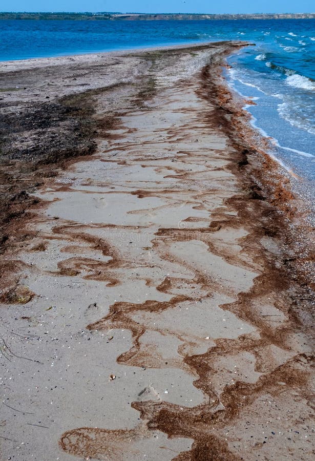 Water Bloom, Algae Thrown Onto the Sandy Shore during the Period of ...