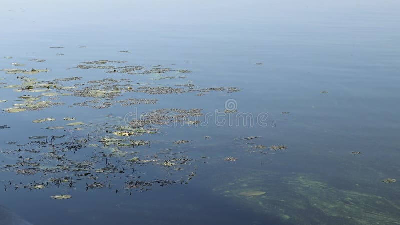 Mass Reproduction of Blue-green Algae (cyanobacteria) Stock Video ...