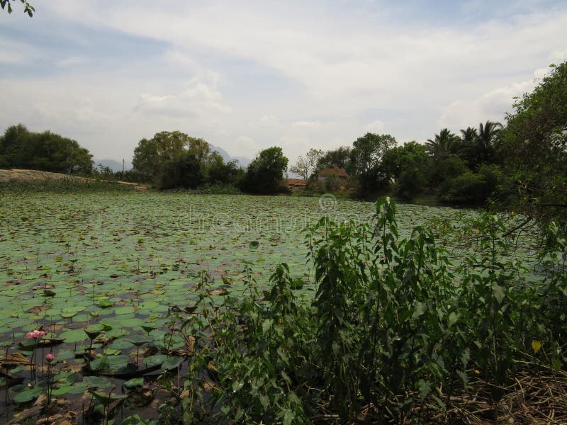 Water body stock image. Image of field, pond, landscape - 90133255
