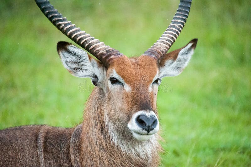 Water Bok stock image. Image of antelope, democratic - 94317637