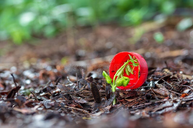 Bottle Cap on Ground with Tree Seedlings Stock Photo - Image of small ...