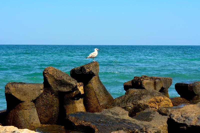 Water break stock photo. Image of seagull, summer, splash - 74719148
