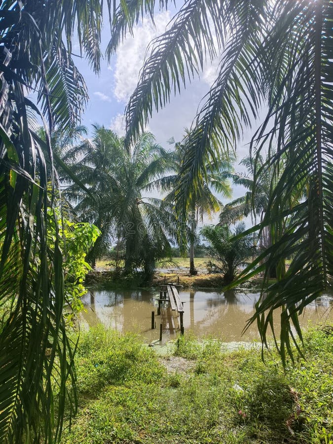 Water bridge tree leaf sky stock photo. Image of tree - 361962180