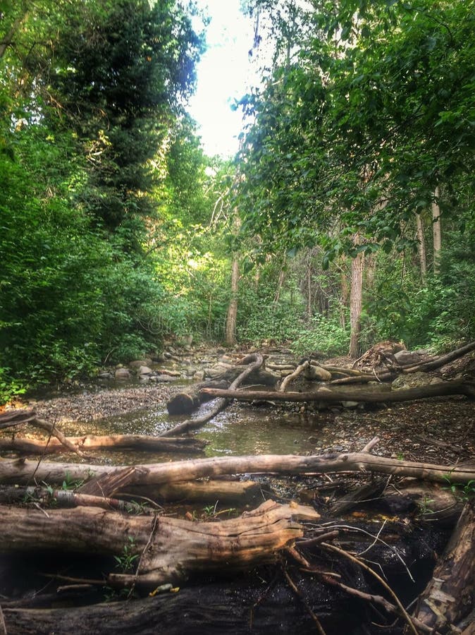 Water bridge stock photo. Image of create, stumps, bridge - 111217566