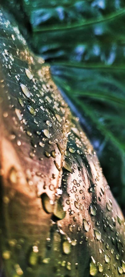 Water Bubble Leaves stock photo. Image of leaves, sunlight - 271401494