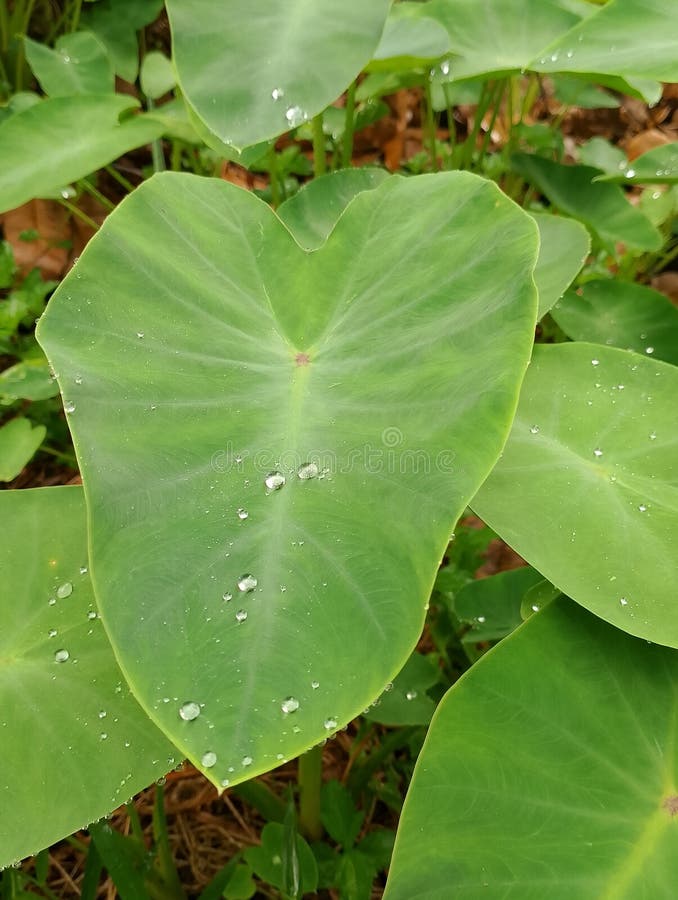 Water Bubbles on Taro Leaves Talas Stock Image - Image of taro, leaves: 296770983