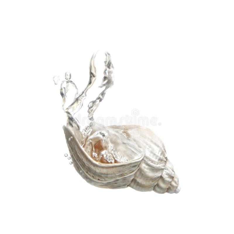 Seashells in a Stack stock photo. Image of pile, sand - 11742812