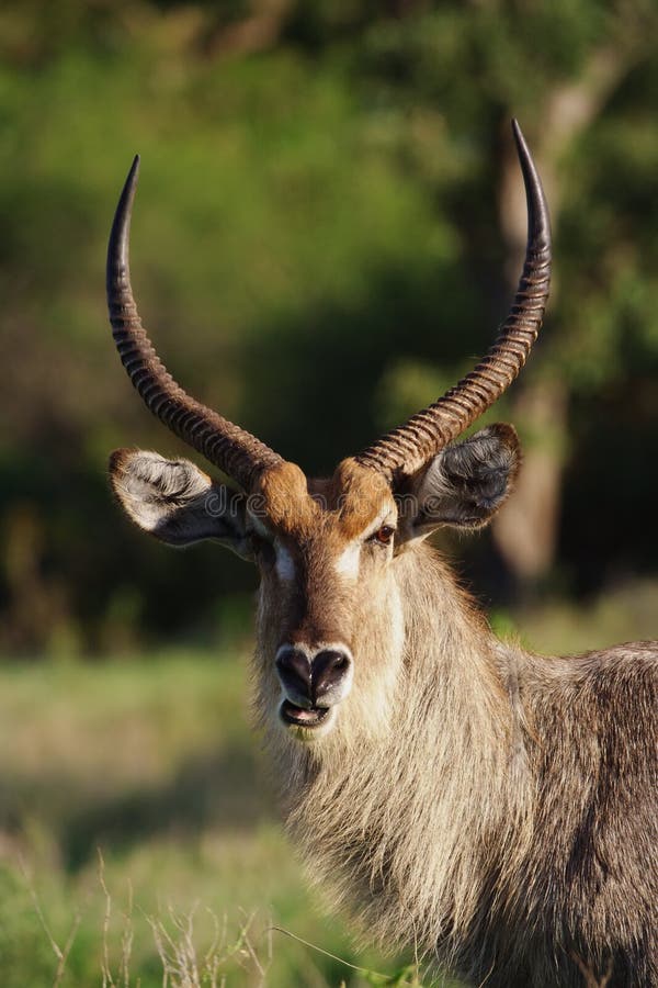 Water Buck male stock image. Image of reeds, bucks, farm - 30964137
