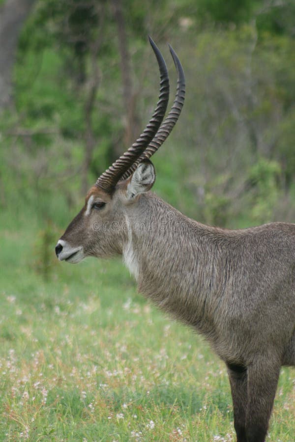 Water Buck Standing in the Meadow Stock Photo - Image of outdoor ...