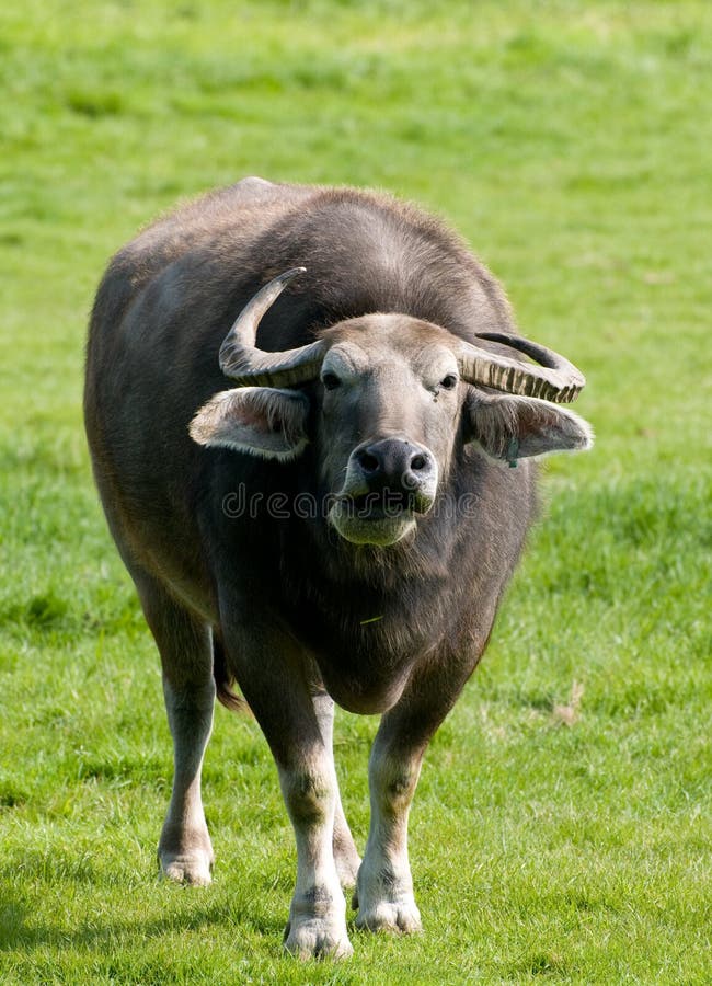 Water Buffalo stock image. Image of mammal, port, chewing - 14202817