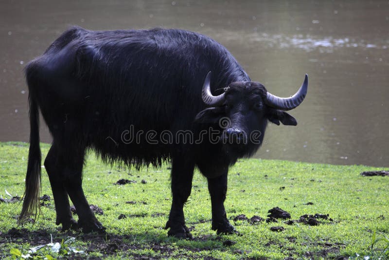 Water buffalo stock photo. Image of bubalis, animal, wildlife - 14601256