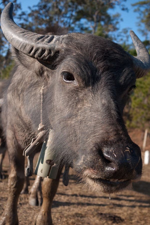 Water Buffalo stock image. Image of northern, asia, baan - 14755727