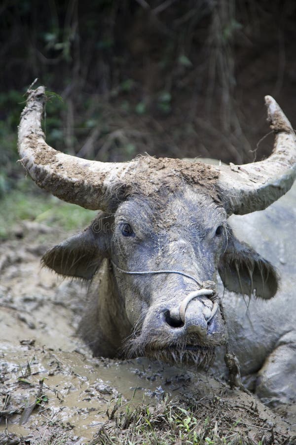 Water buffalo stock image. Image of indonesia, mammal - 16169329