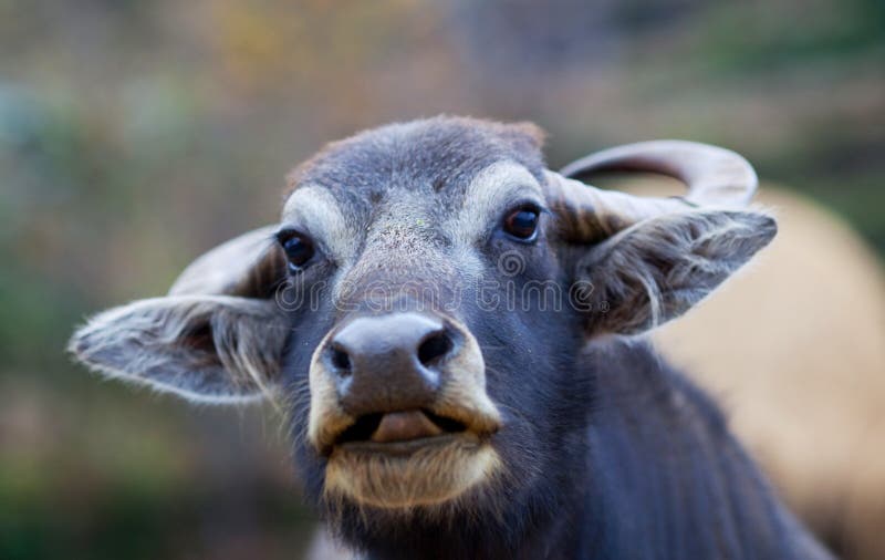 Water buffalo stock image. Image of livestock, countryside - 16323015