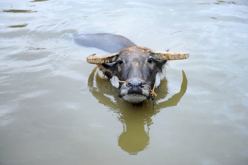 Water buffalo refreshing stock photo. Image of farming - 15772402