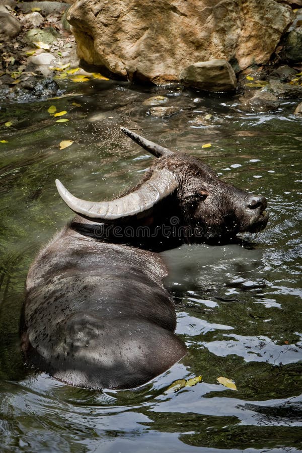 Water buffalo stock photo. Image of dirty, huge, asia - 17589170