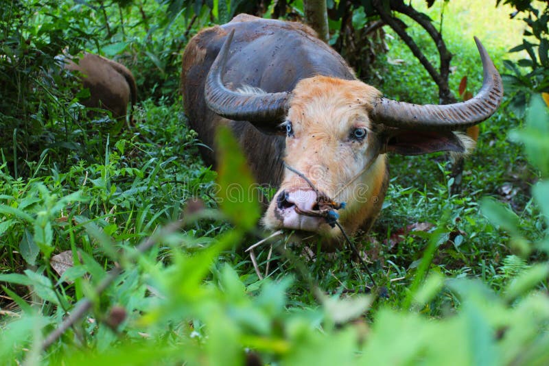 Water buffalo stock photo. Image of indonesia, livestock - 20911494