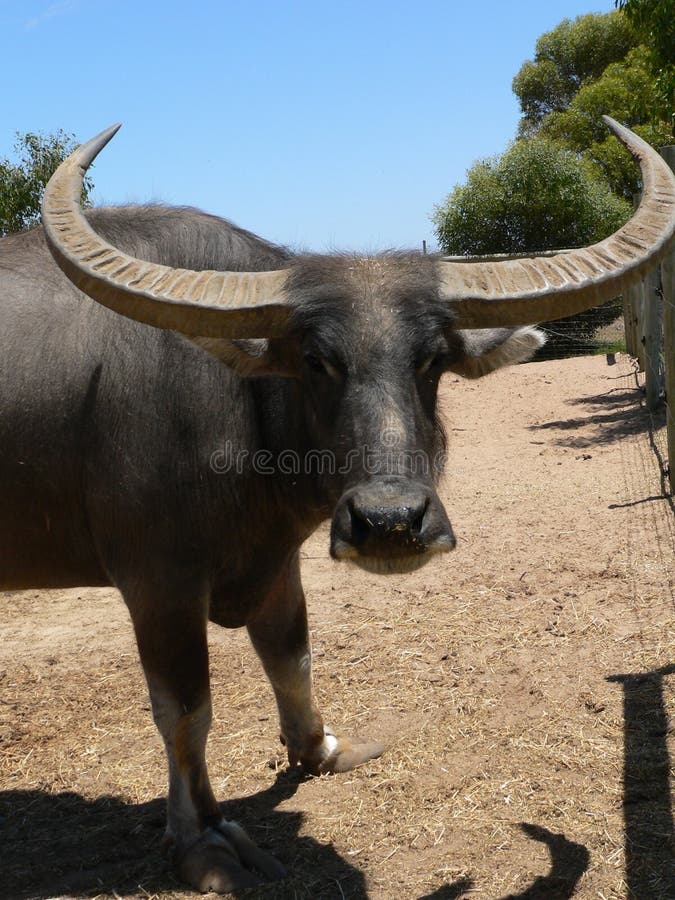 Water buffalo stock image. Image of water, bovine, bulls - 22743083