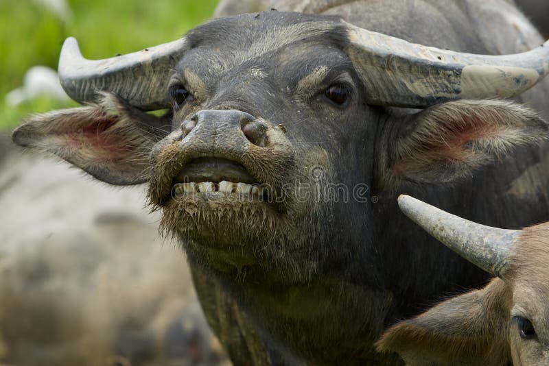 Water Buffalo stock photo. Image of borneo, culture, strength - 23965016