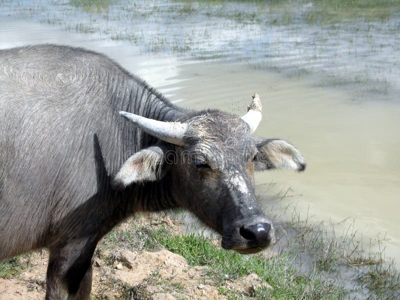 Water Buffalo Picture. Image: 464449