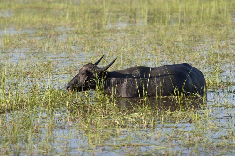 Water Buffalo stock photo. Image of wild, work, life, thailand - 4684182
