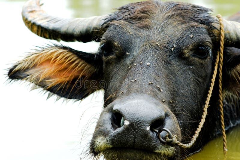 Water buffalo stock photo. Image of domestic, isolated - 5925664