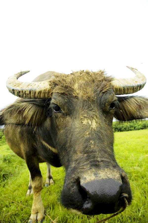 Water buffalo stock image. Image of horn, farm, agriculture - 5927495
