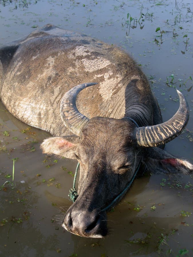 Water Buffalo stock image. Image of animal, farm, asia - 7912193