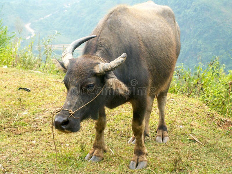 Water buffalo stock photo. Image of vietnamese, hoof, animal - 9368590