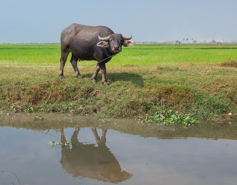 Water Buffalo stock image. Image of lake, heavy, giant - 66290875