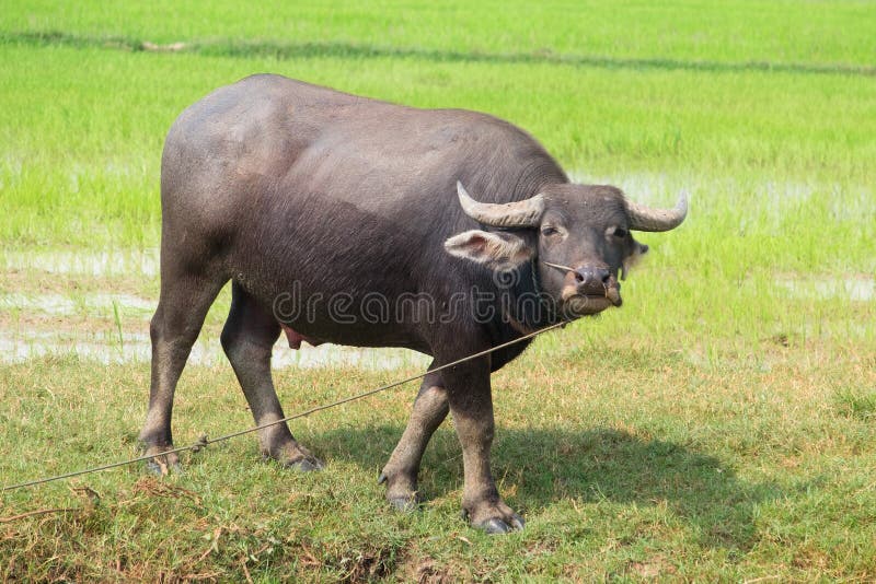 Water Buffalo stock image. Image of giant, farm, meadow - 92880795