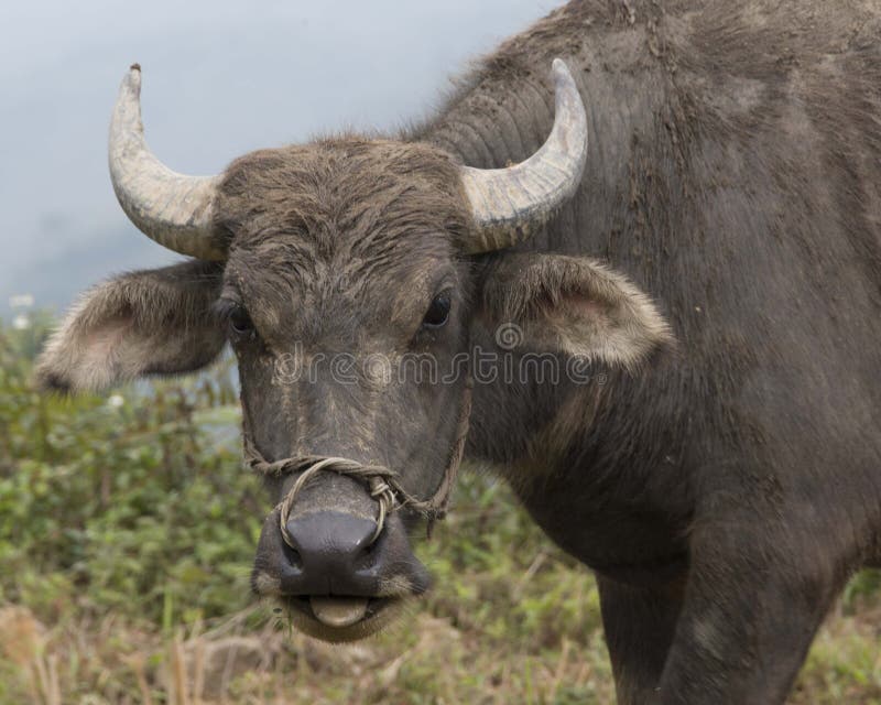 Water buffalo stock photo. Image of anger, nosering, animal - 80588066