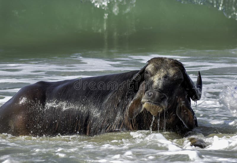 Goan Water Buffalo Stock Photos - Free & Royalty-Free Stock Photos from ...