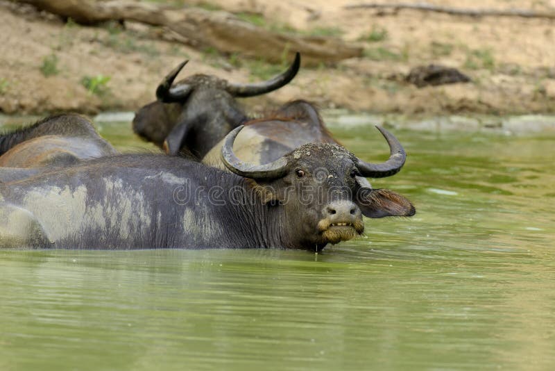 Water Buffalo are Bathing in a Lake Stock Image - Image of pair ...