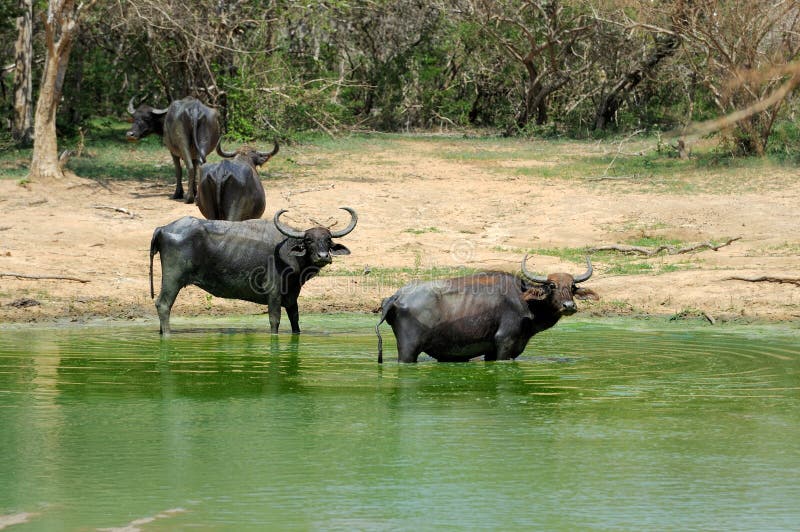 Water Buffalo are Bathing in a Lake Stock Photo - Image of paddy, asia ...