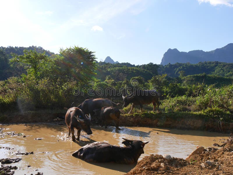 Water Buffalo Bathing in Natural Pool Stock Photo - Image of drink ...