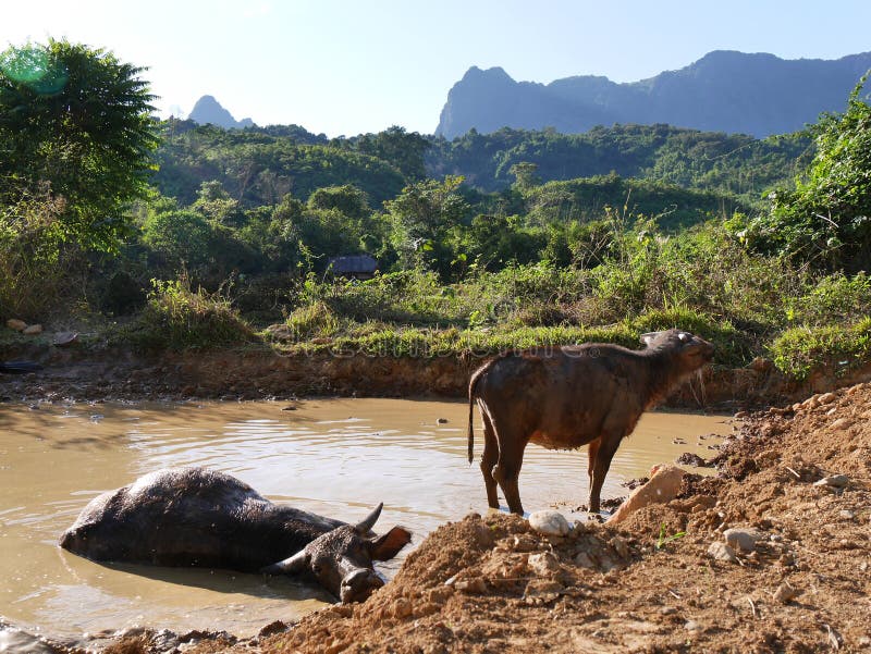 Water Buffalo Bathing in Natural Pool Stock Photo - Image of dirt ...